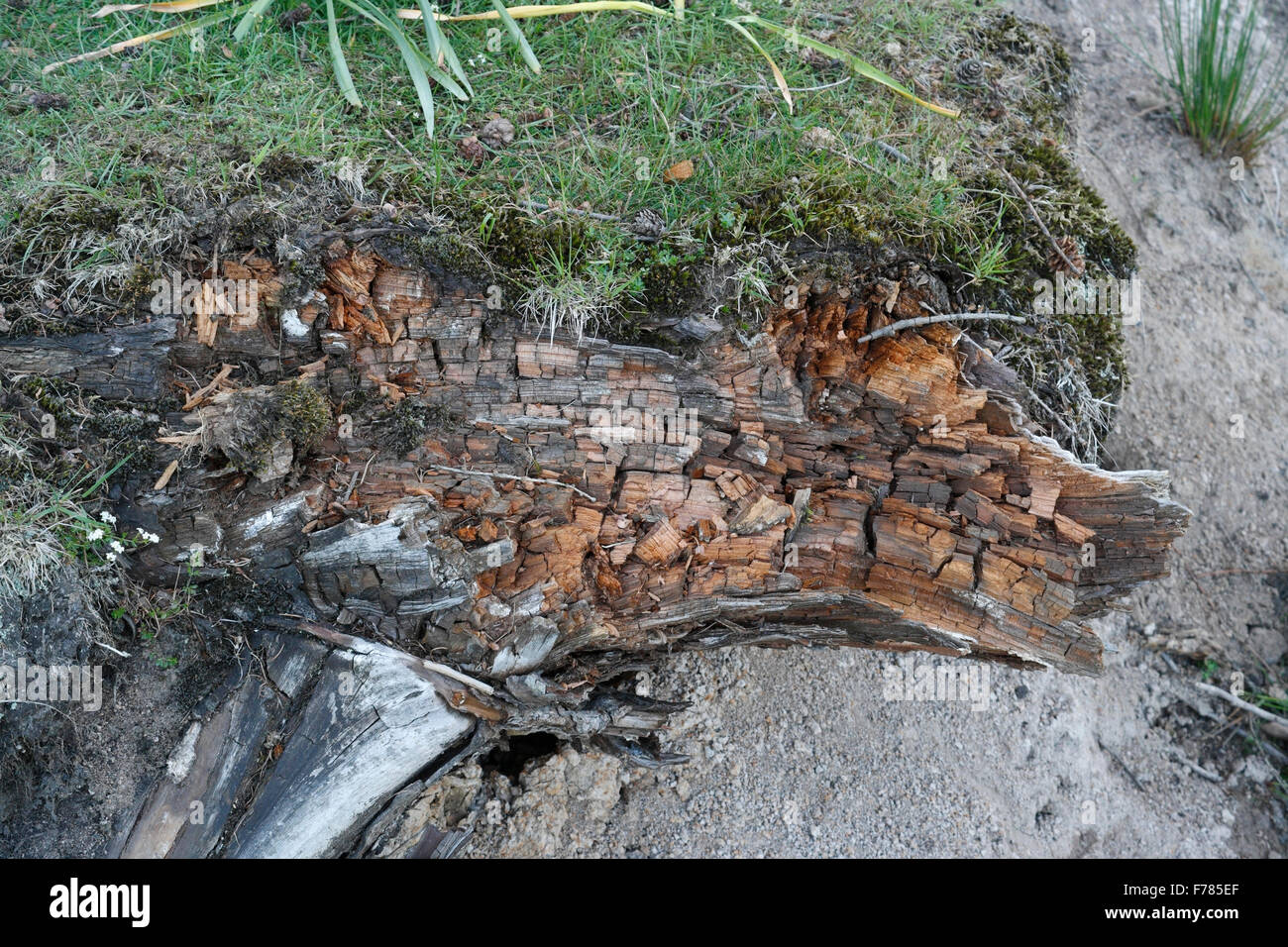 Remains of a decayed fallen tree Stock Photo - Alamy
