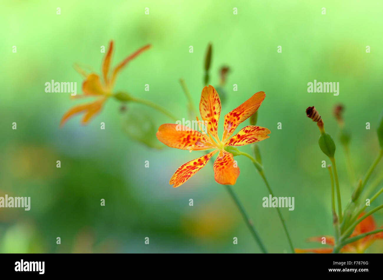 Marco flower hi-res stock photography and images - Alamy