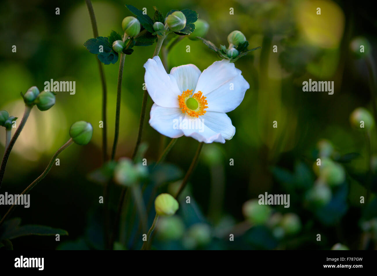 Eye circle hi-res stock photography and images - Alamy