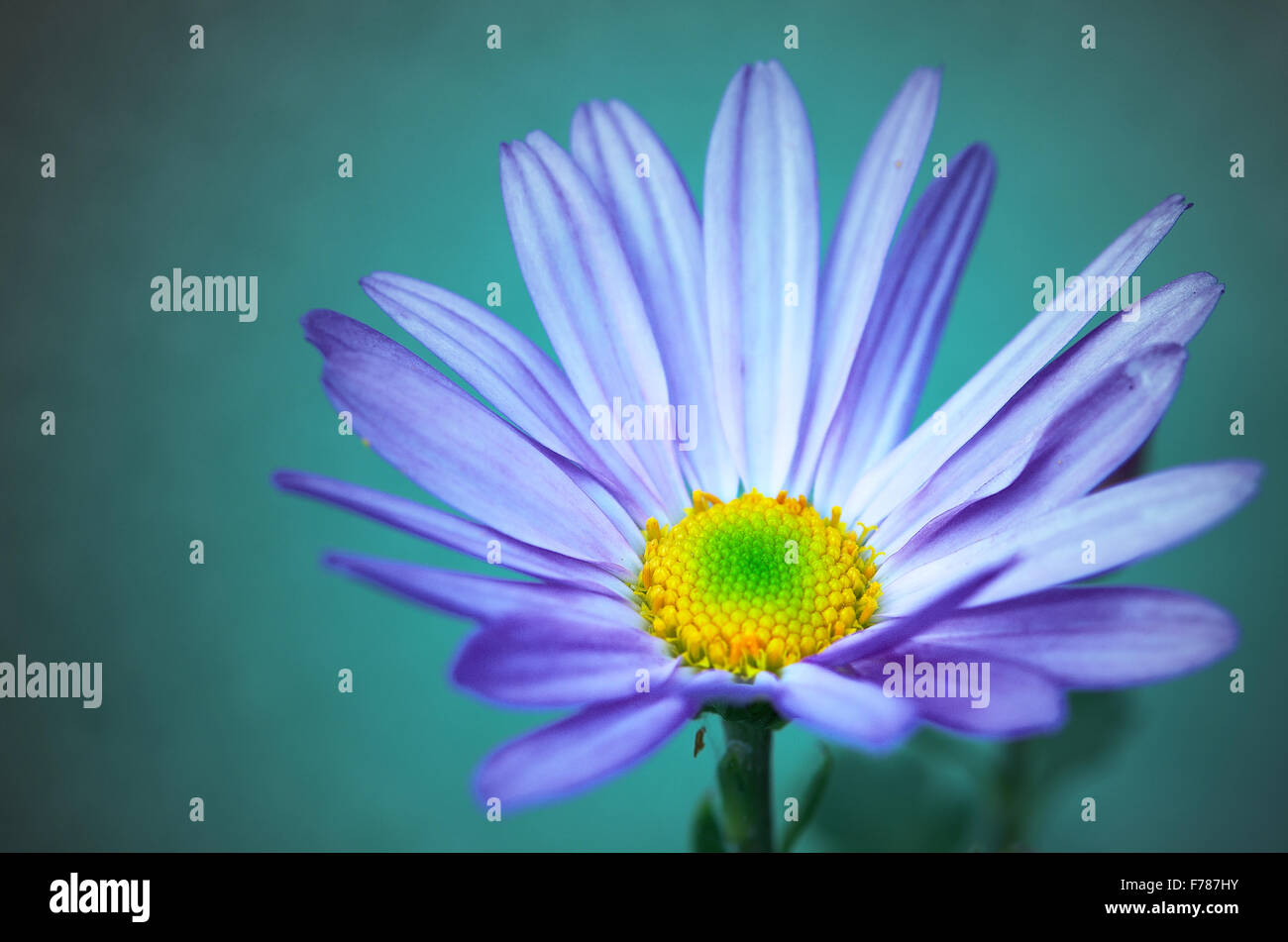 single blue flower Stock Photo - Alamy