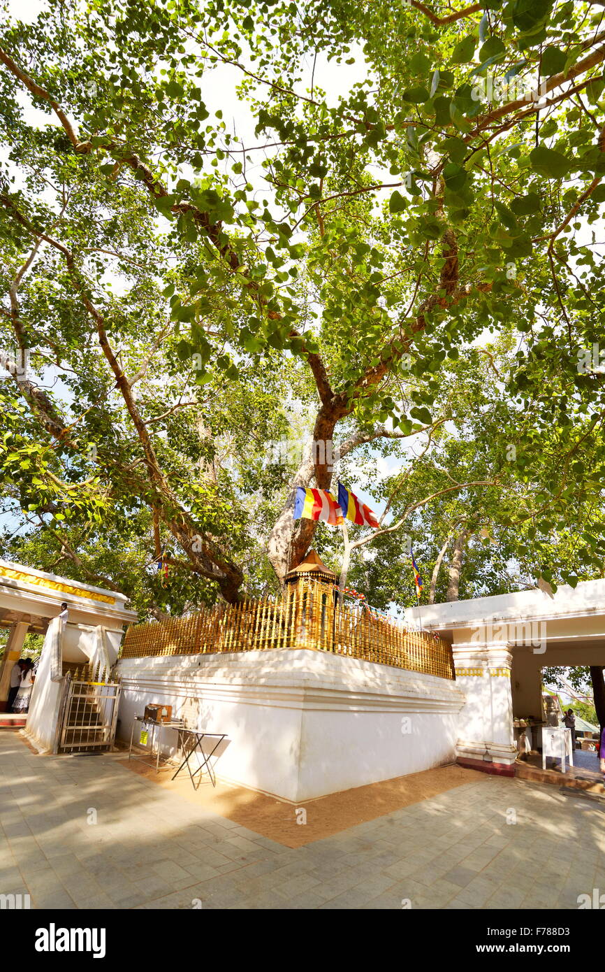 Mahabodhi Temple Bodhi Tree