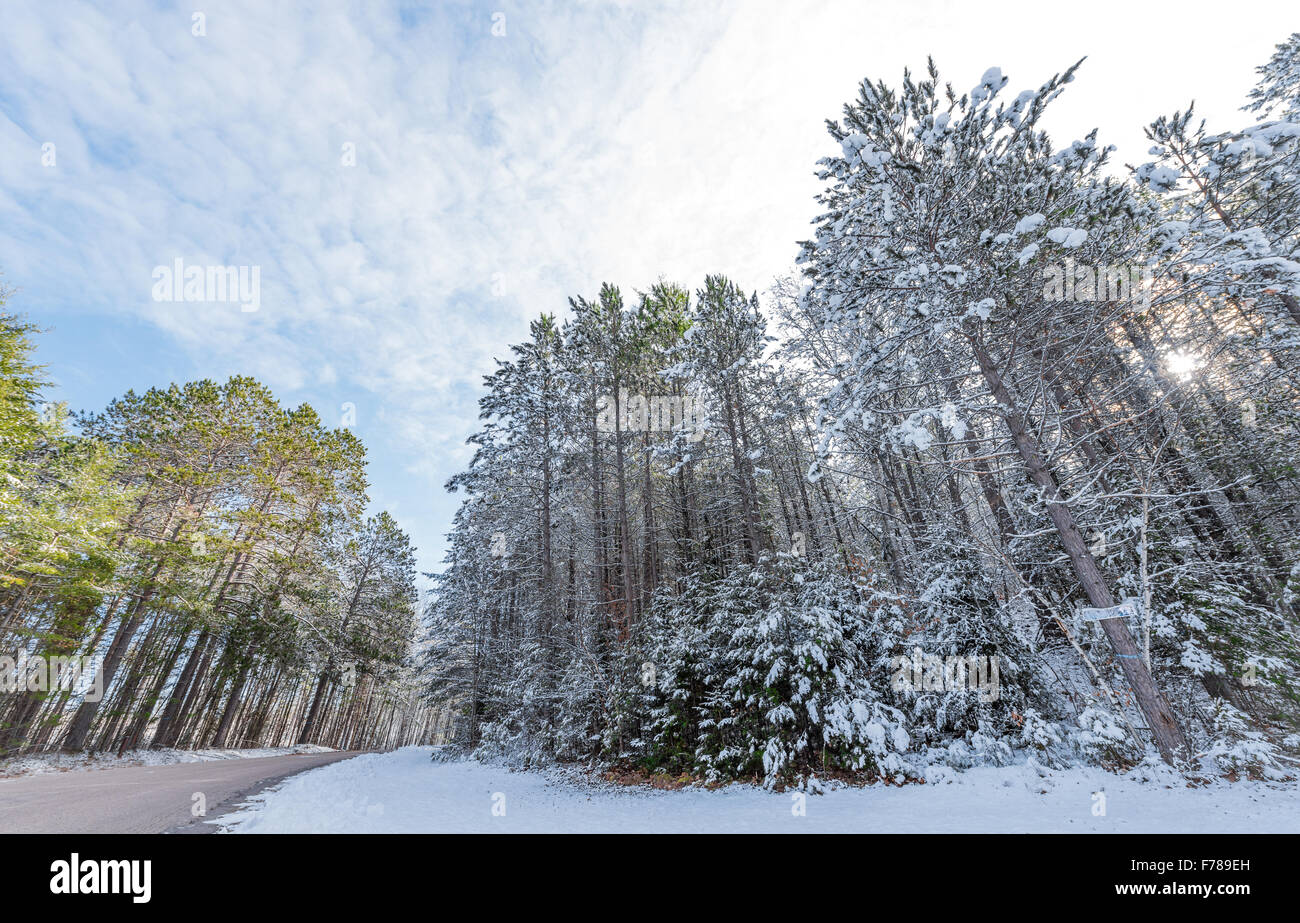 Beautiful pine forests hi-res stock photography and images - Alamy