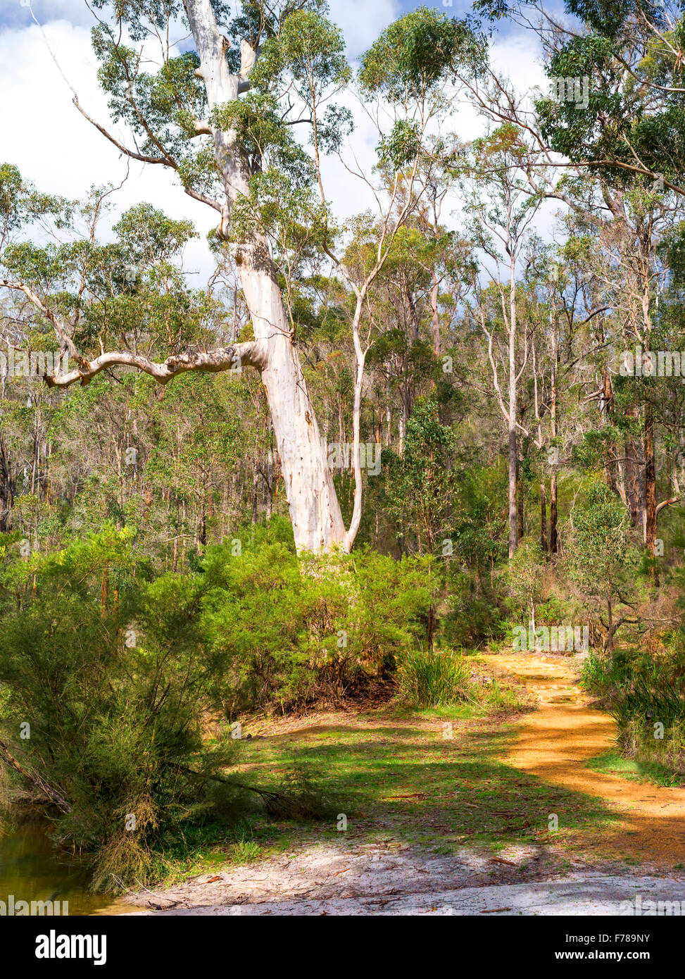 Among The Karri Forests in Western Australia Stock Photo - Alamy