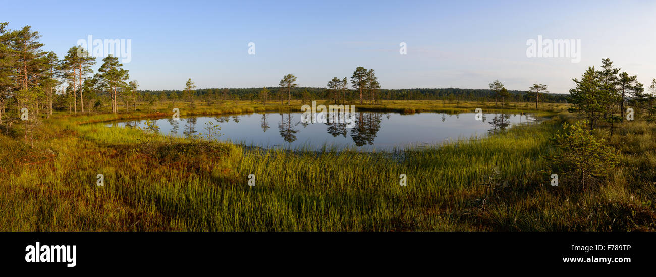 Bog landscape with bog pool and bog pines, panoramic photograph ...