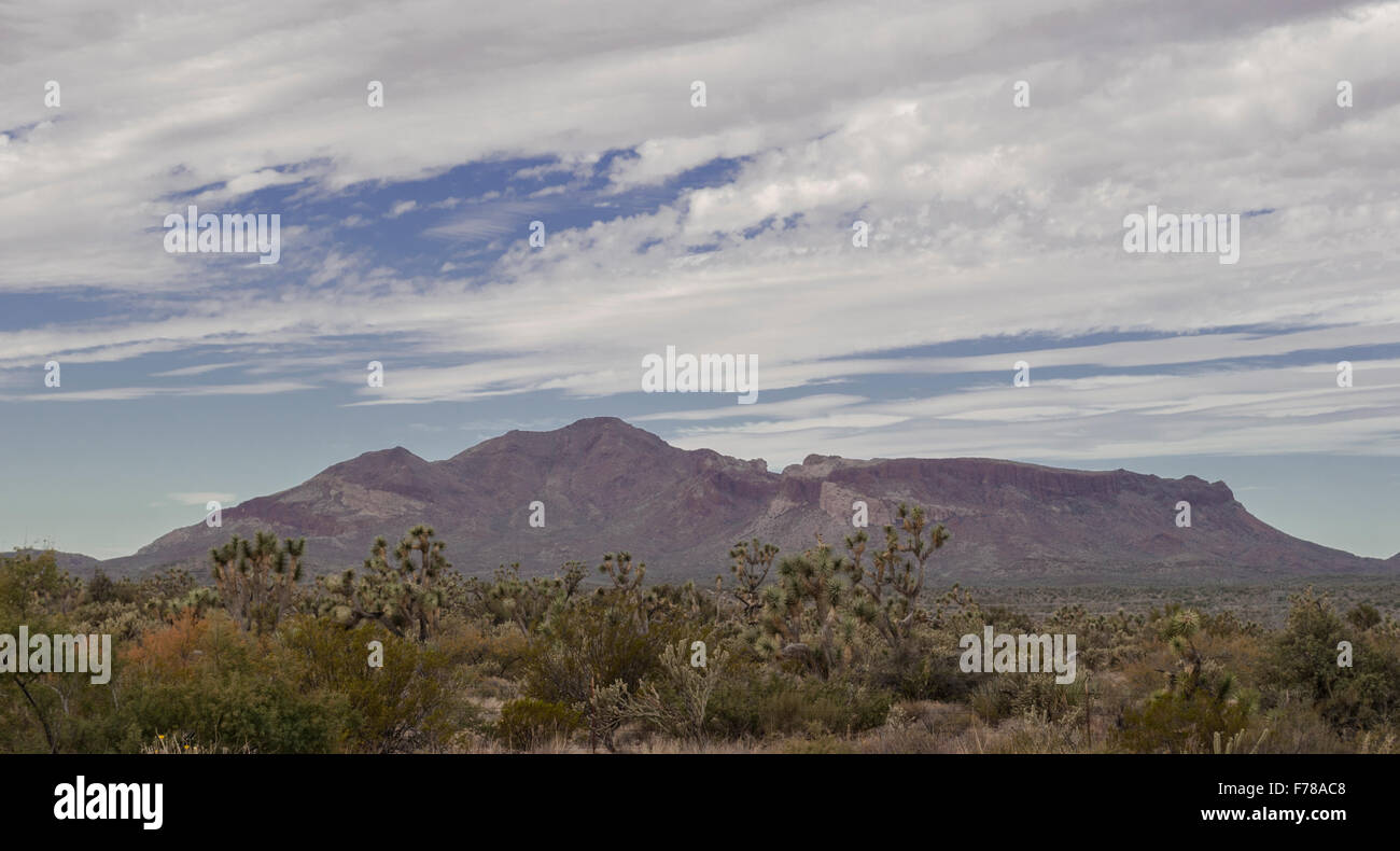 Looking across the Scenic Joshua Tree Forest in Arizona Stock Photo - Alamy