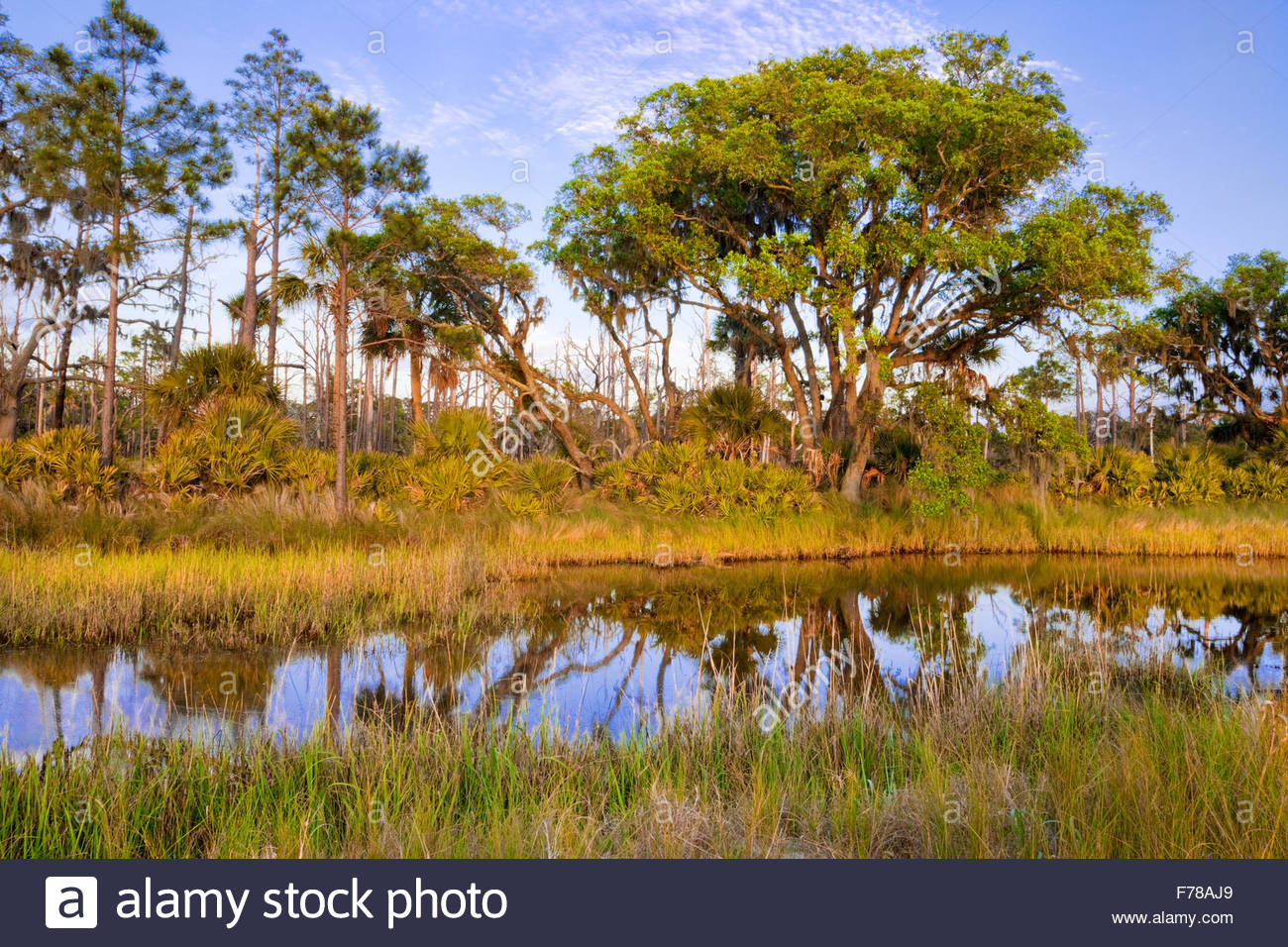 Georgia Marsh High Resolution Stock Photography and Images - Alamy