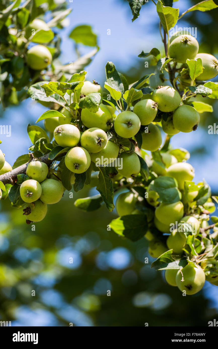 Green apples on the tree Stock Photo - Alamy