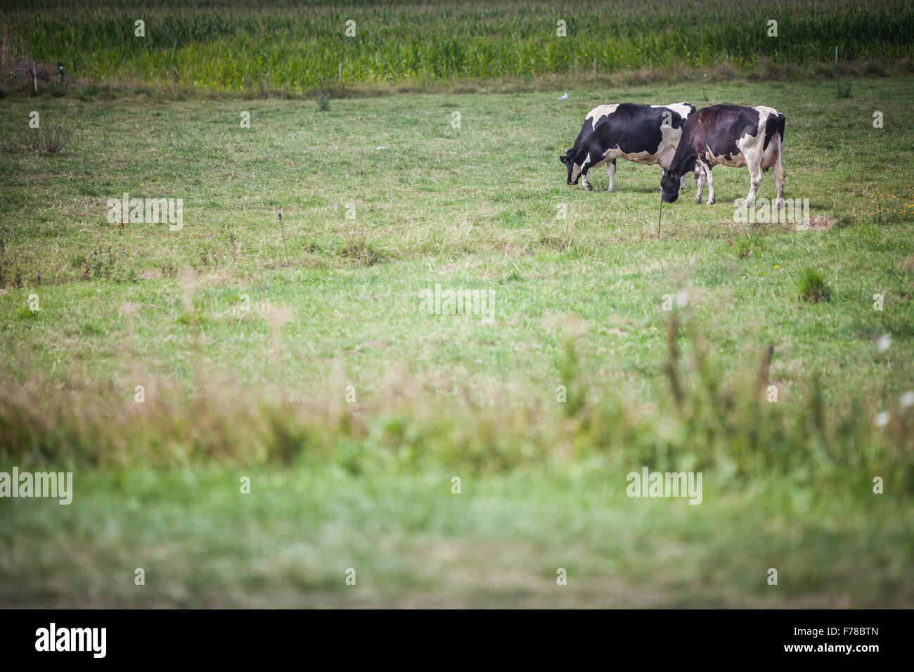 Two Holstein cows on a field Stock Photo - Alamy