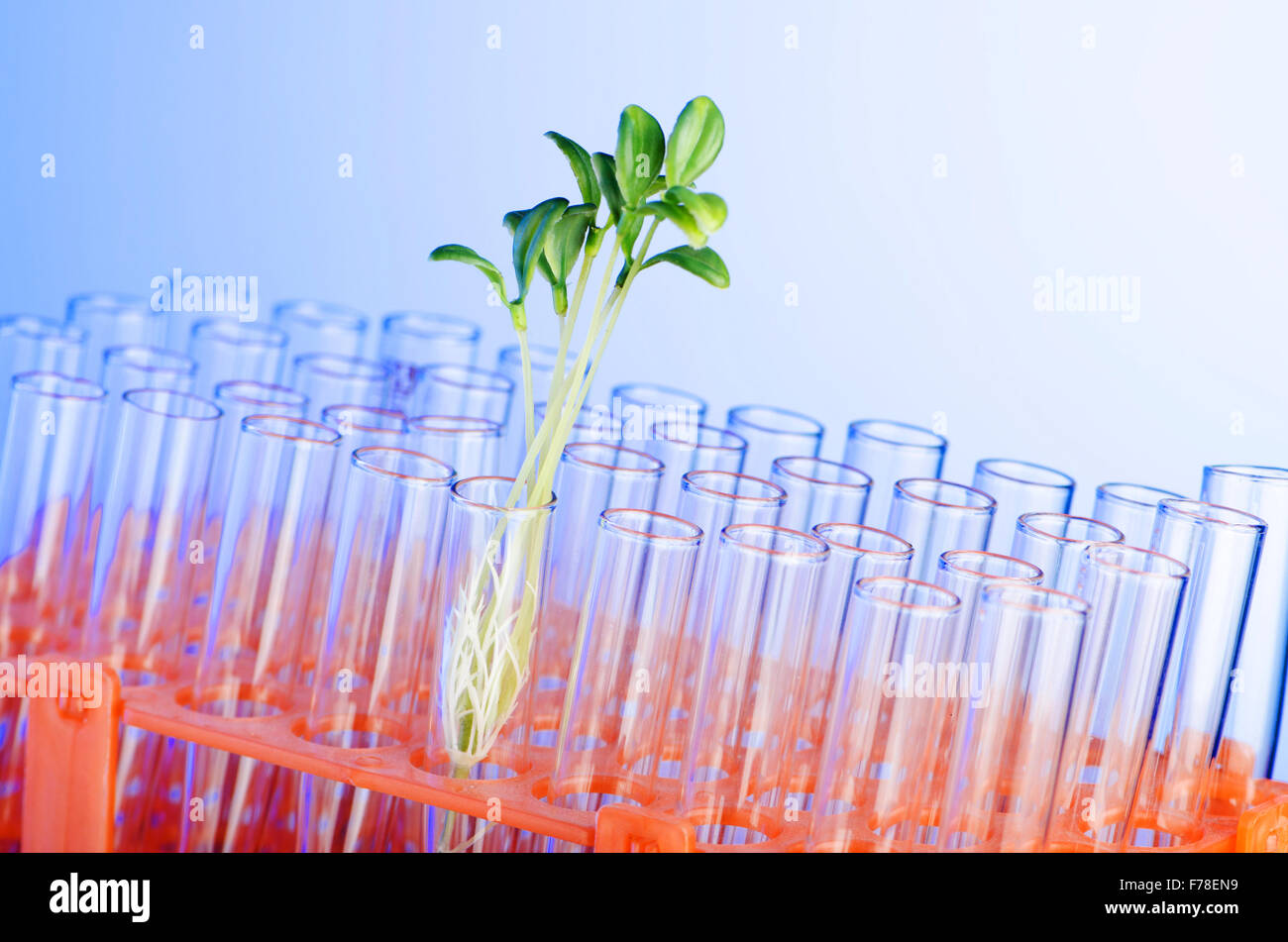 Experiment with green seedling in lab Stock Photo - Alamy