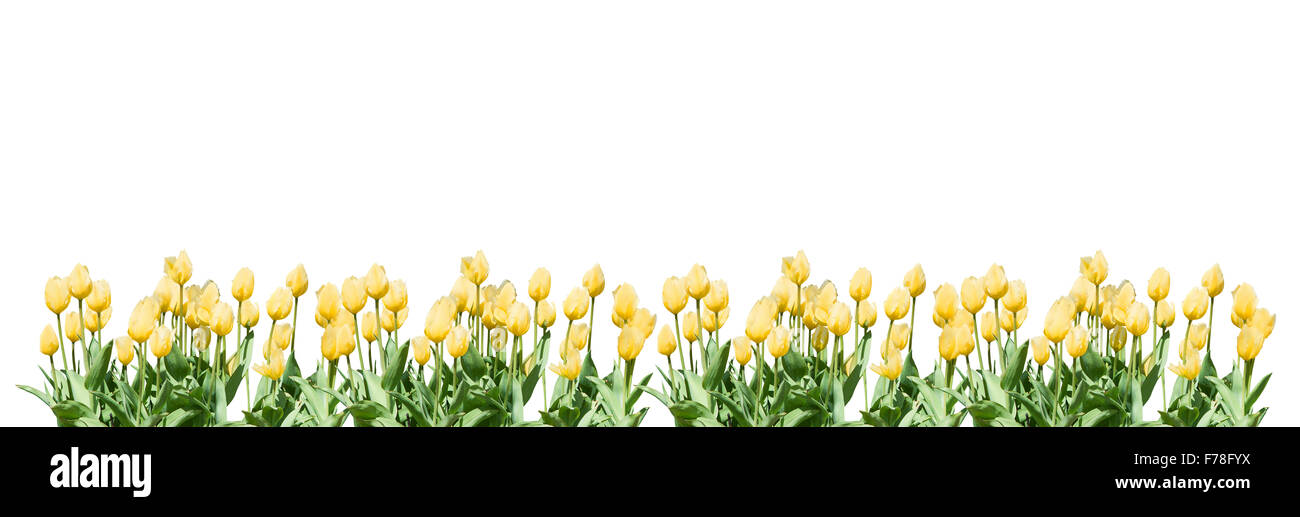 Yellow tulips border. Border margin with yellow tulips isolated on ...