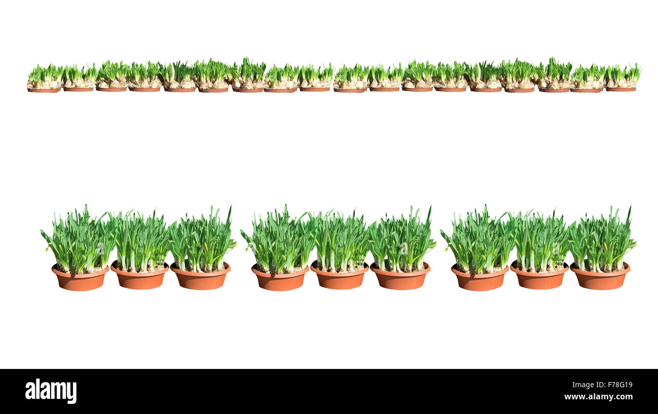 Daffodil pots border. Border with daffodils isolated on white Stock ...