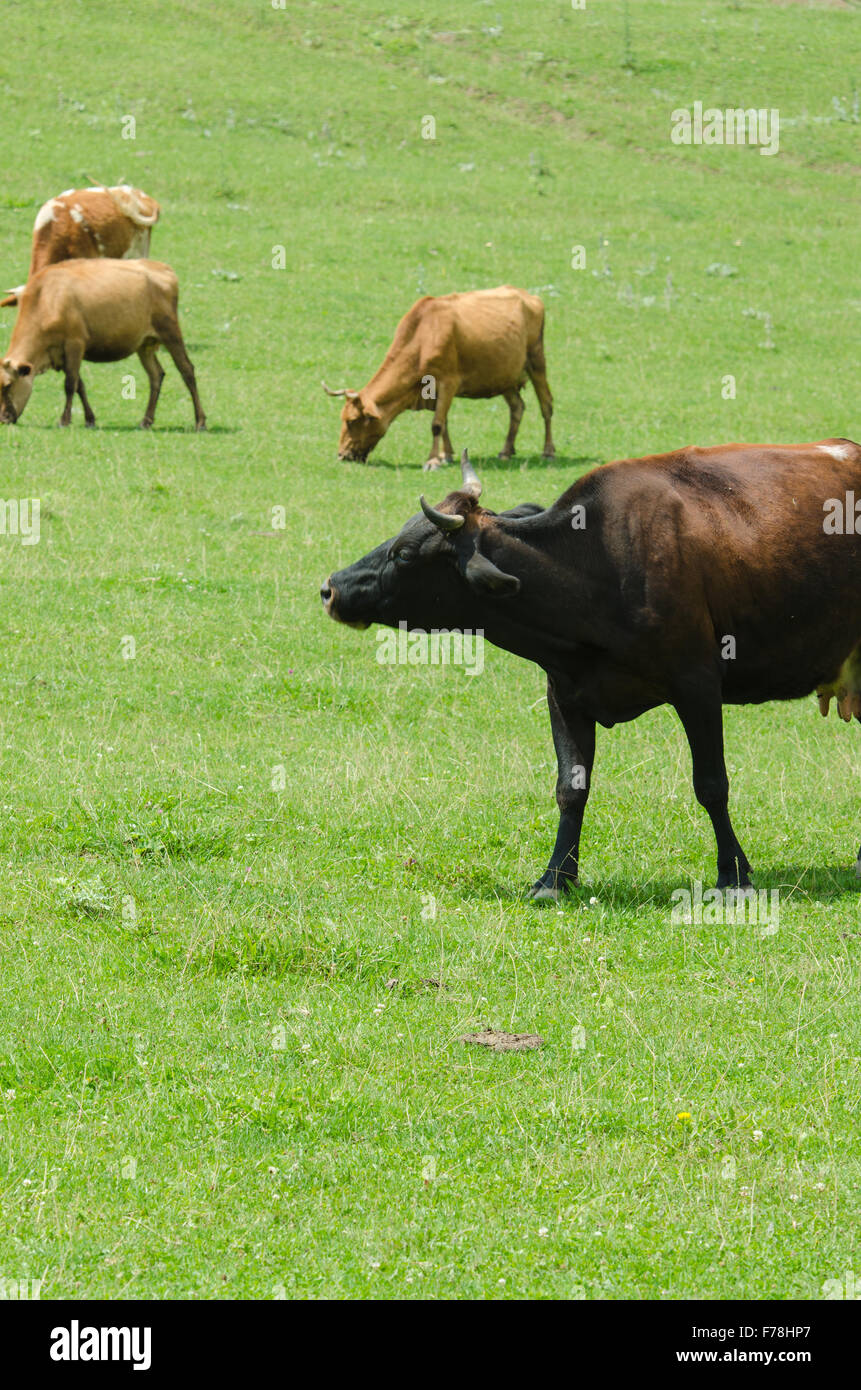 Cows grazing on the green field Stock Photo - Alamy