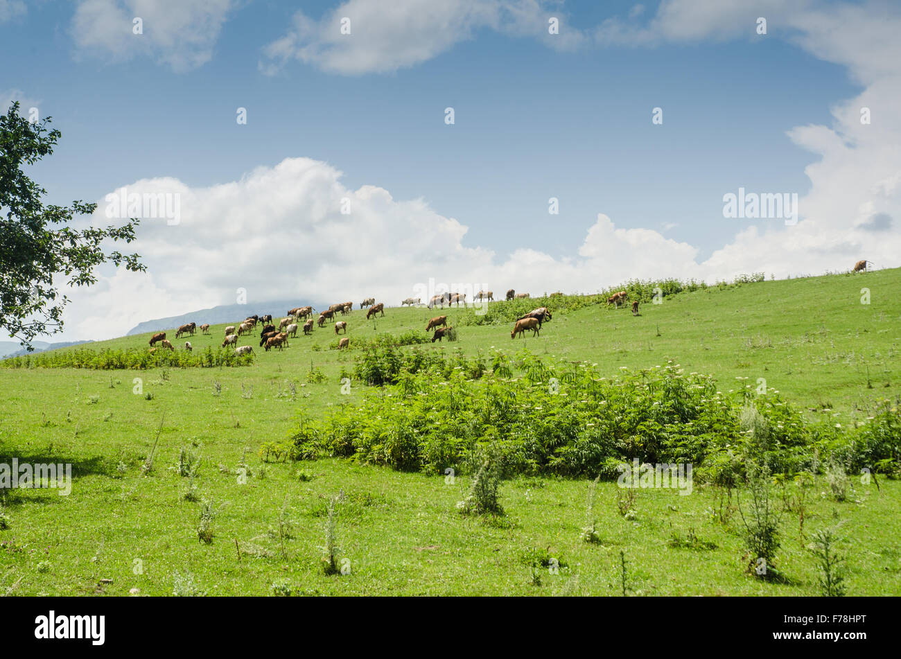 Cows grazing on the green field Stock Photo - Alamy