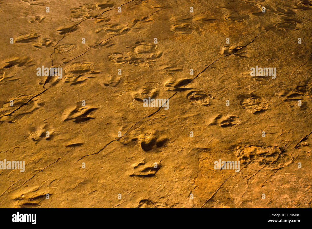 Eubrontes Tracks High Resolution Stock Photography and Images - Alamy