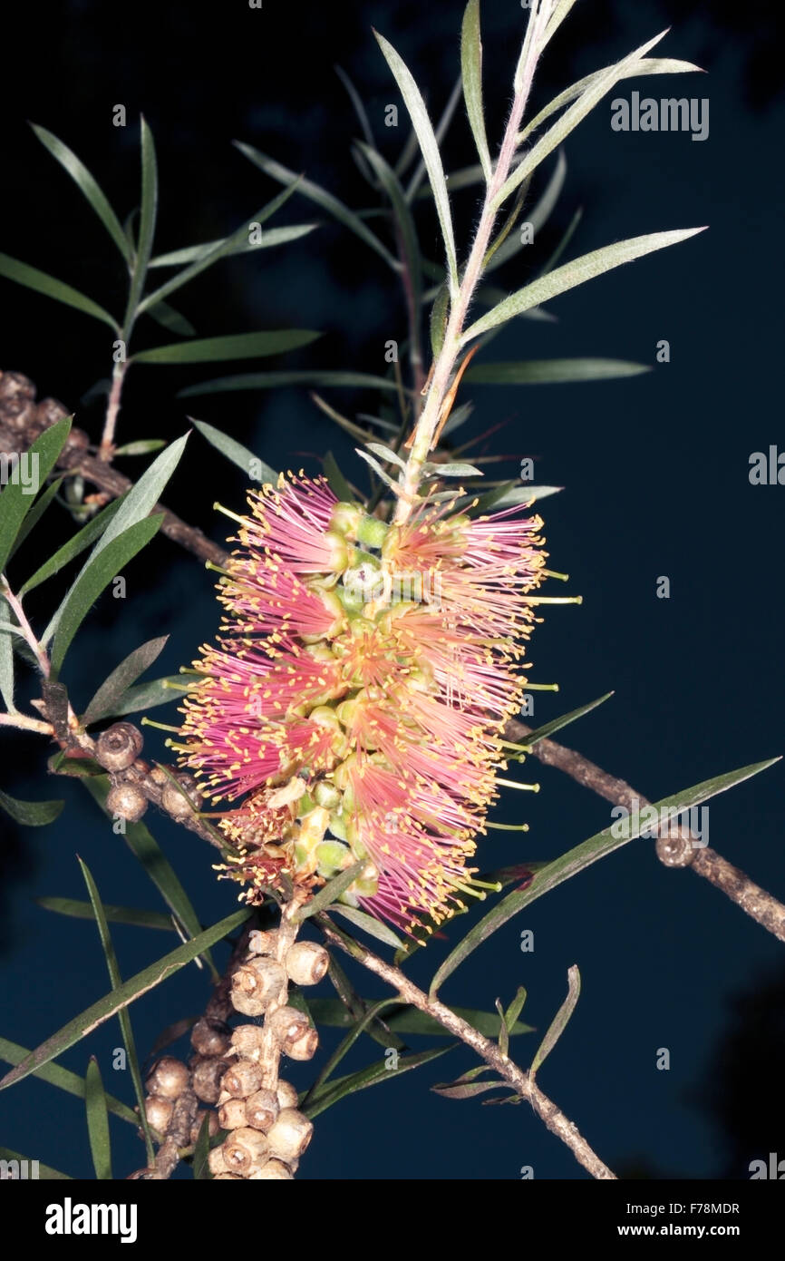 Close up scarlet bottlebrush cultivar callistemon hi-res stock ...