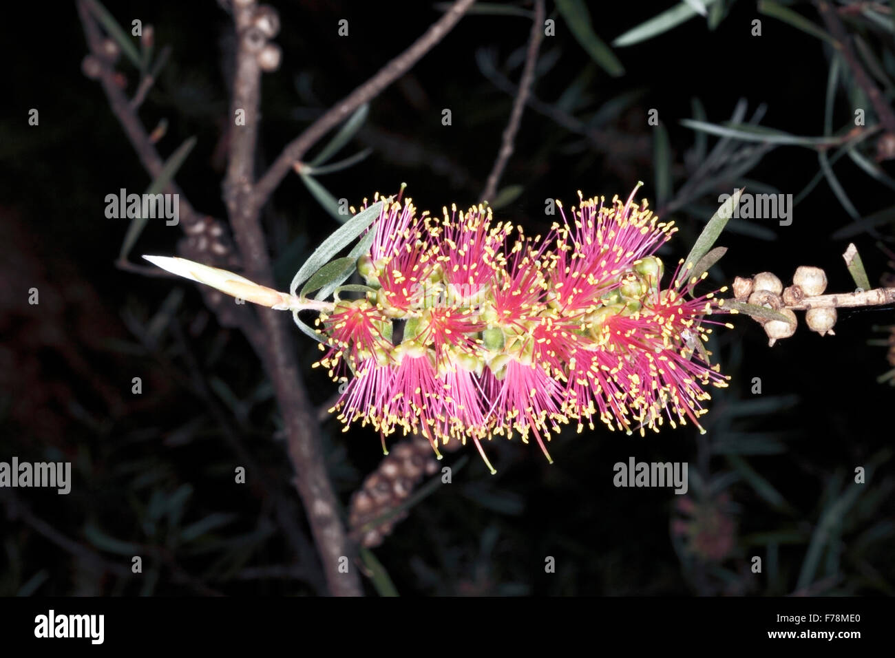 Close-up of Scarlet Bottlebrush cultivar - Callistemon rugulosus - syn ...