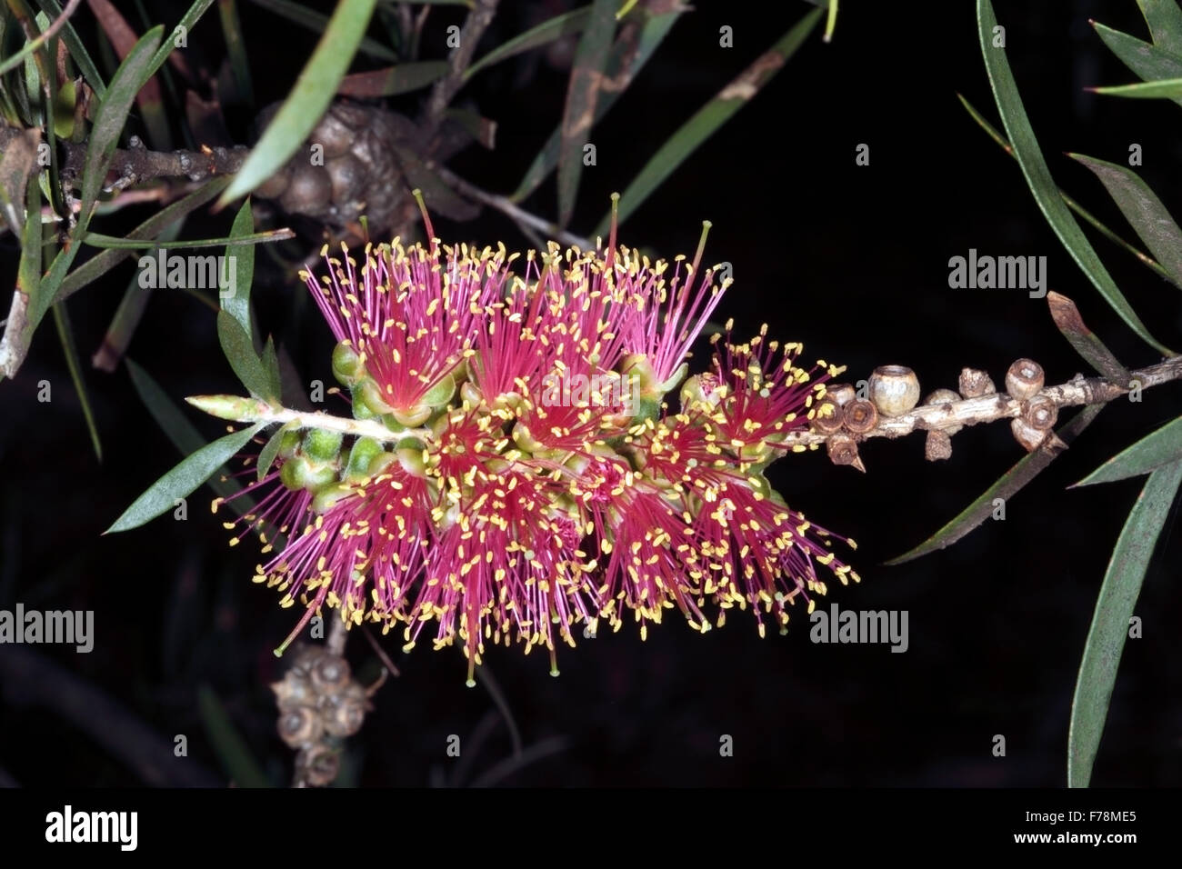 Close up scarlet bottlebrush cultivar callistemon hi-res stock ...