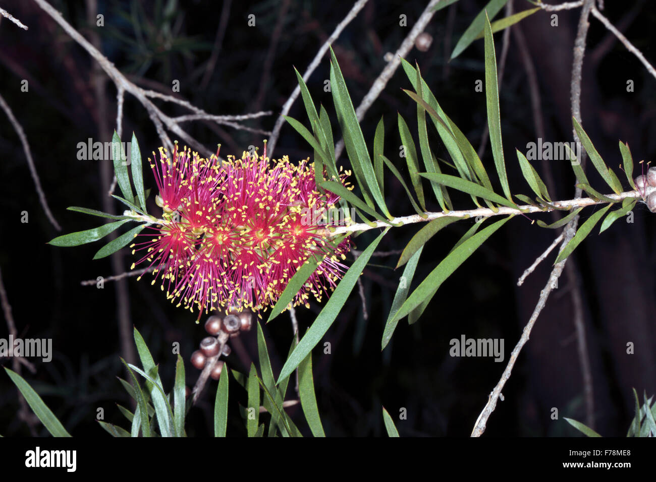 Close-up of Scarlet Bottlebrush cultivar - Callistemon rugulosus - syn ...