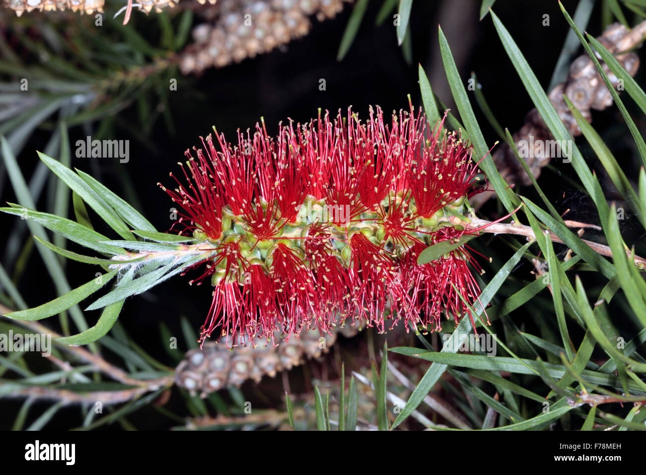 Callistemon rugulosus hi-res stock photography and images - Alamy