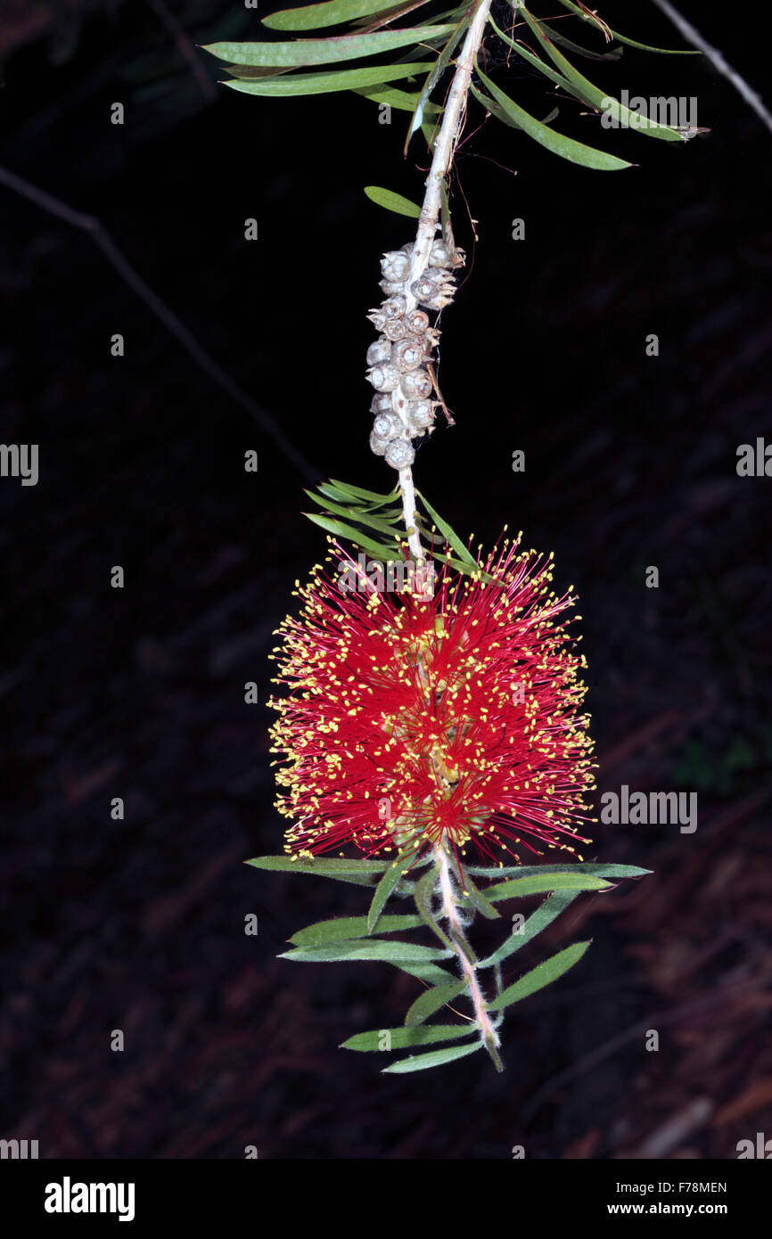 Close-up of Scarlet Bottlebrush - Callistemon rugulosus - syn C ...