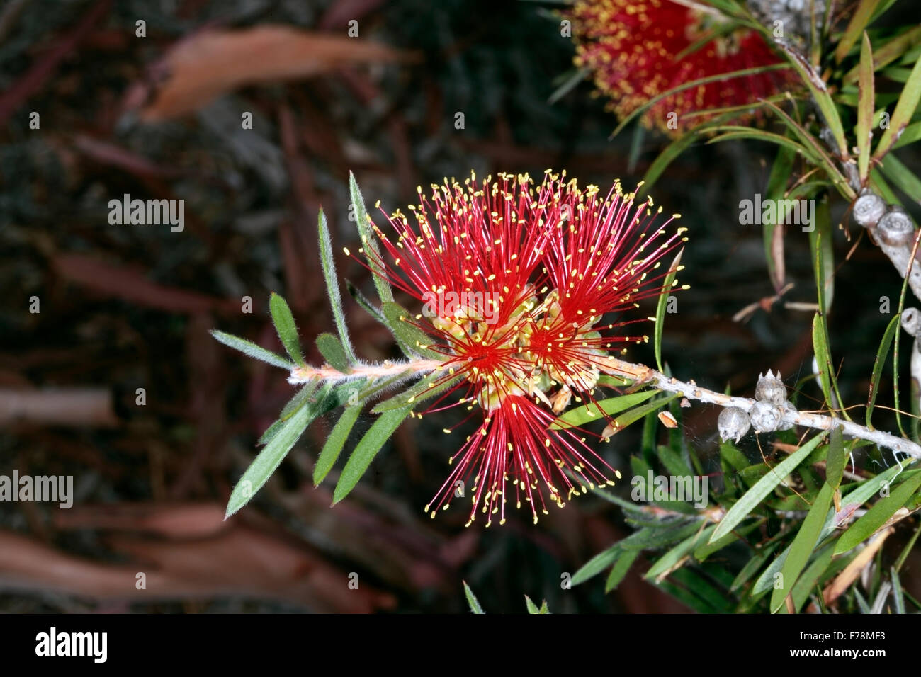 Close-up of Scarlet Bottlebrush - Callistemon rugulosus - syn C ...