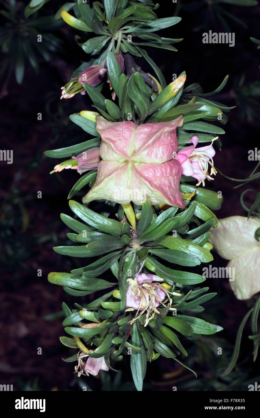 Close-up of flowers of South African species of Chinese Lantern ...