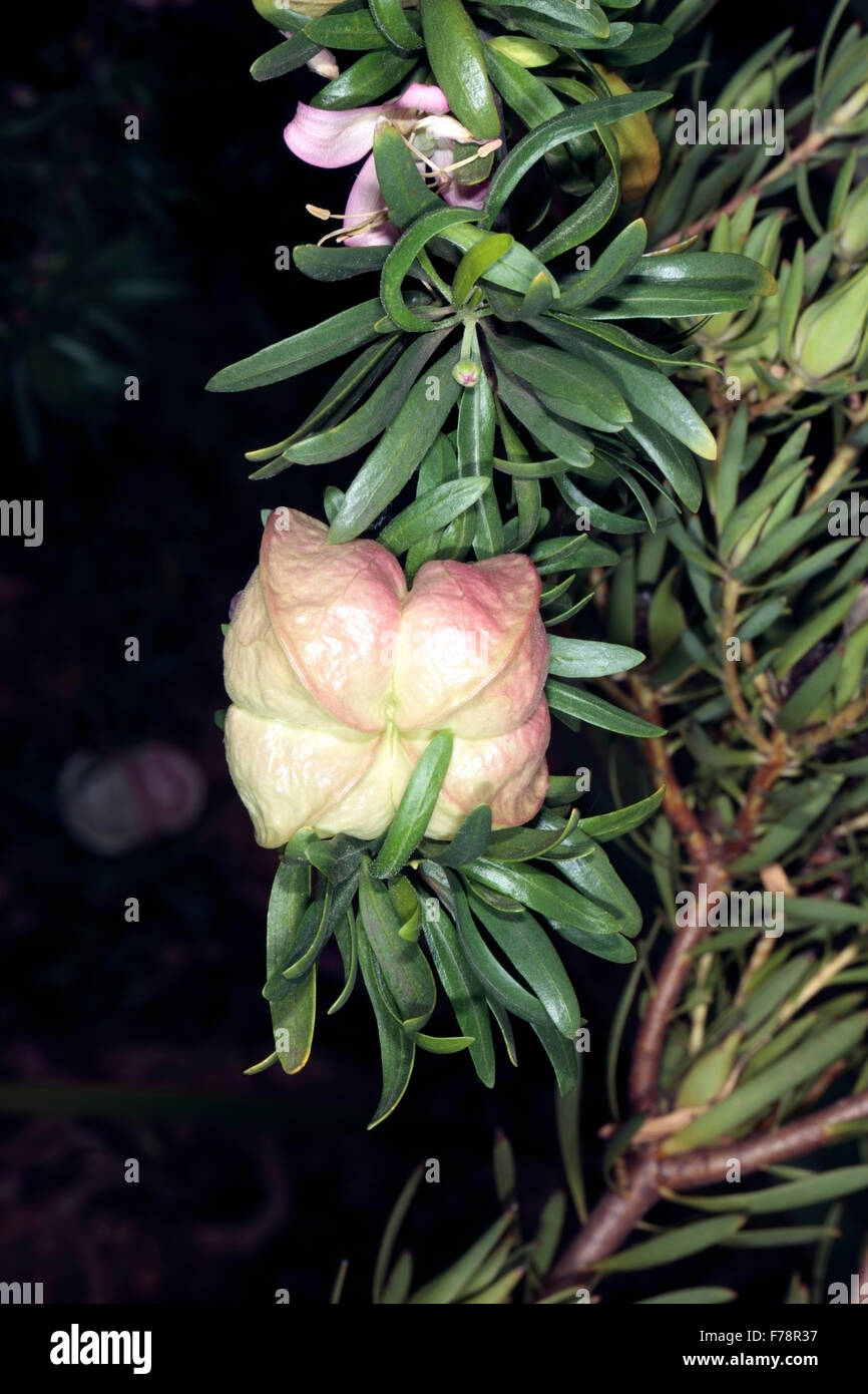 Close-up of flowers of South African species of Chinese Lantern ...