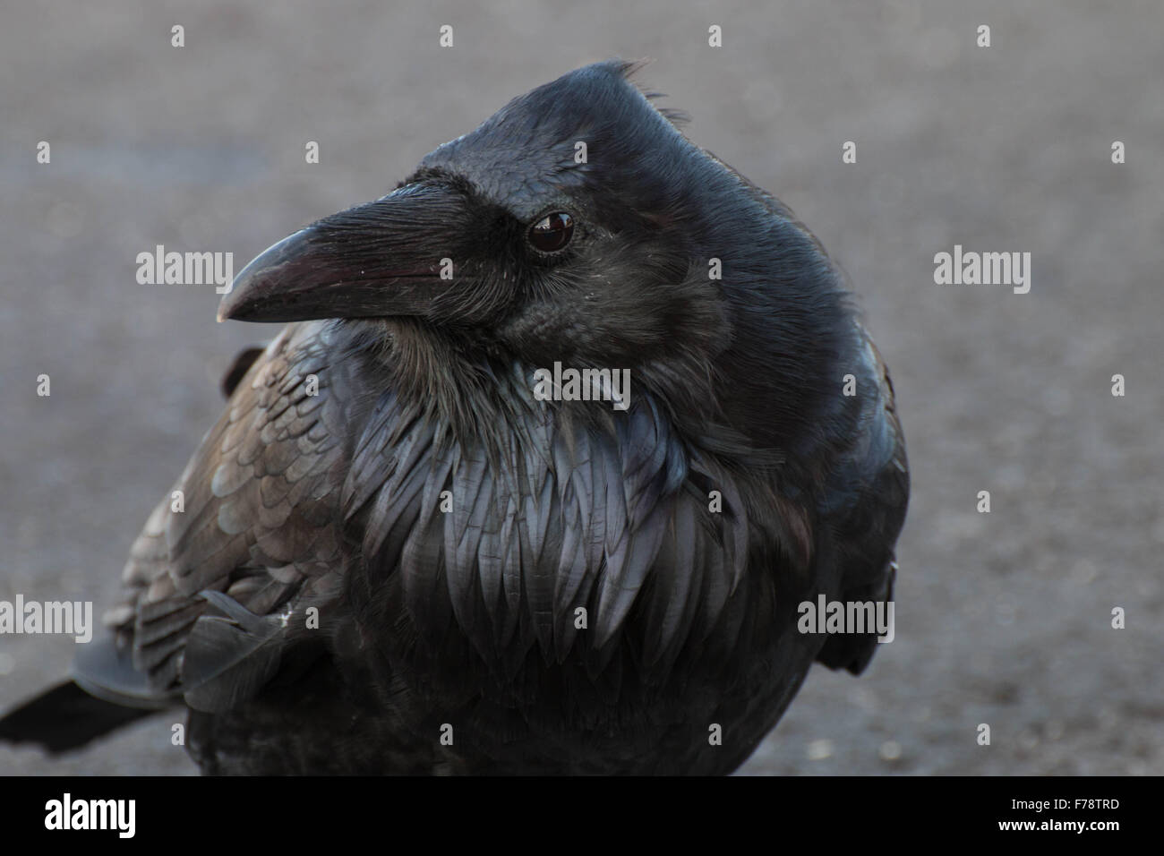 Raven in a parking lot hi-res stock photography and images - Alamy