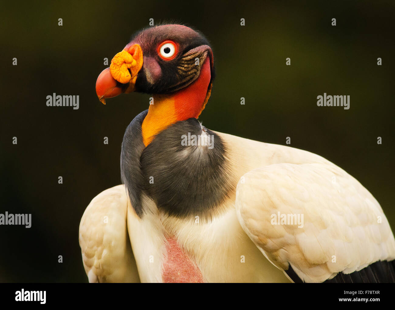 Portrait of a King Vulture (Sarcoramphus papa) dark background Stock ...