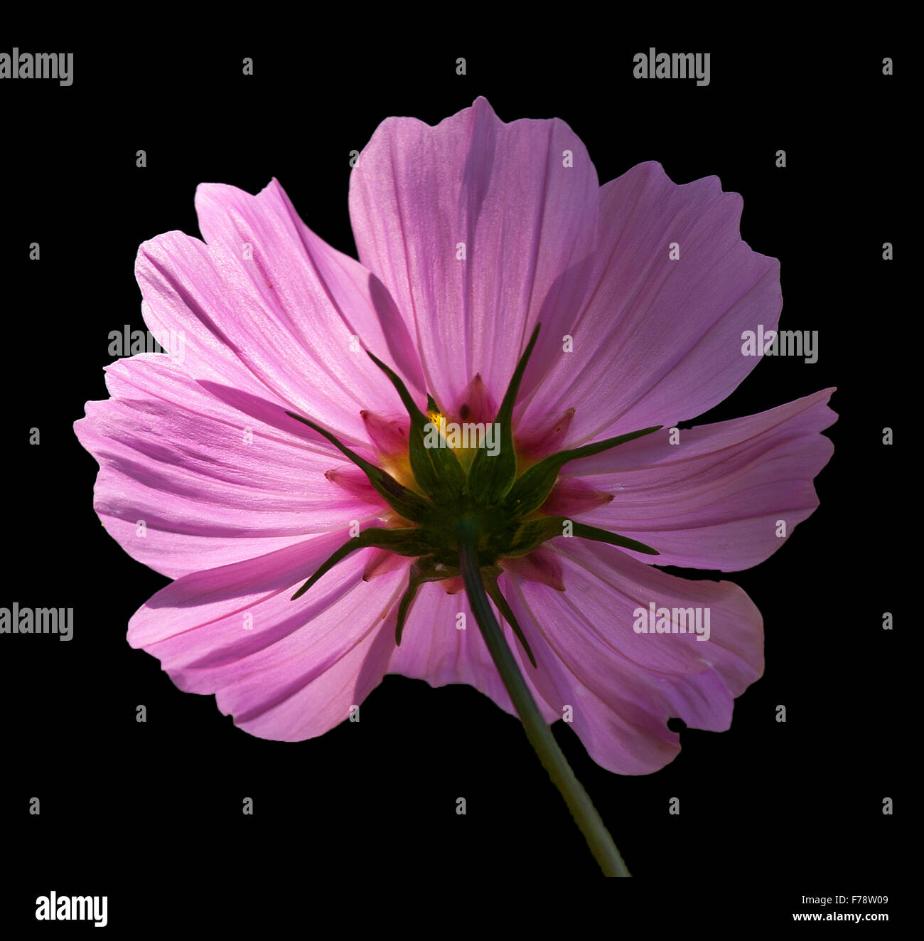 Magenta flower hi-res stock photography and images - Alamy