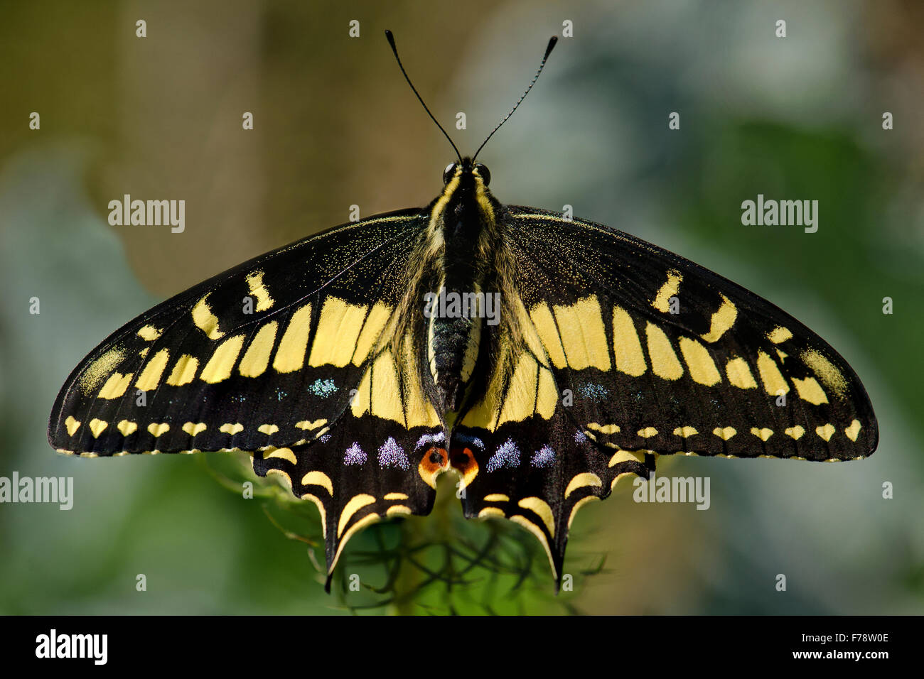 California anise swallowtail butterfly hi-res stock photography and ...