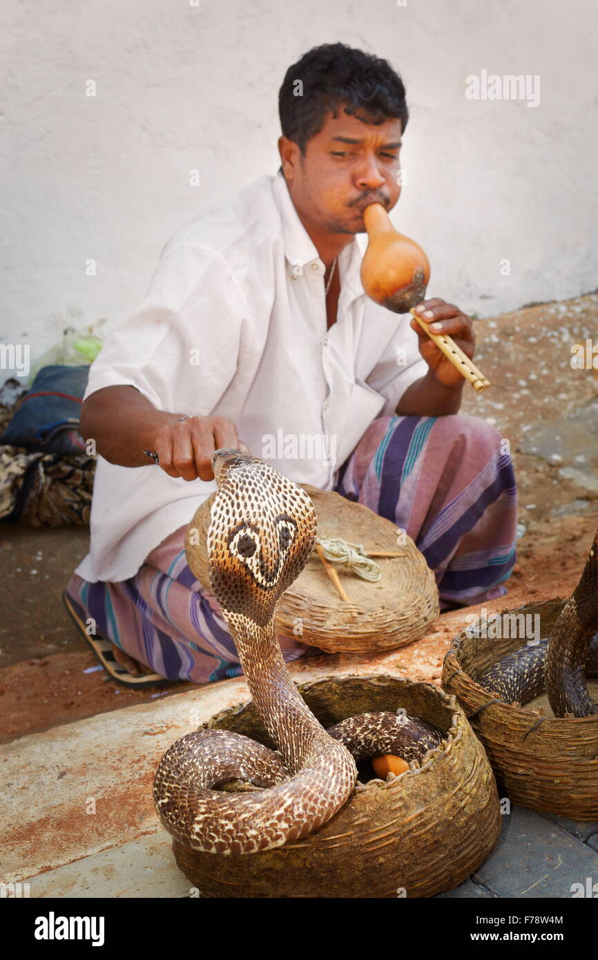 Sri lankan snake hi-res stock photography and images - Alamy