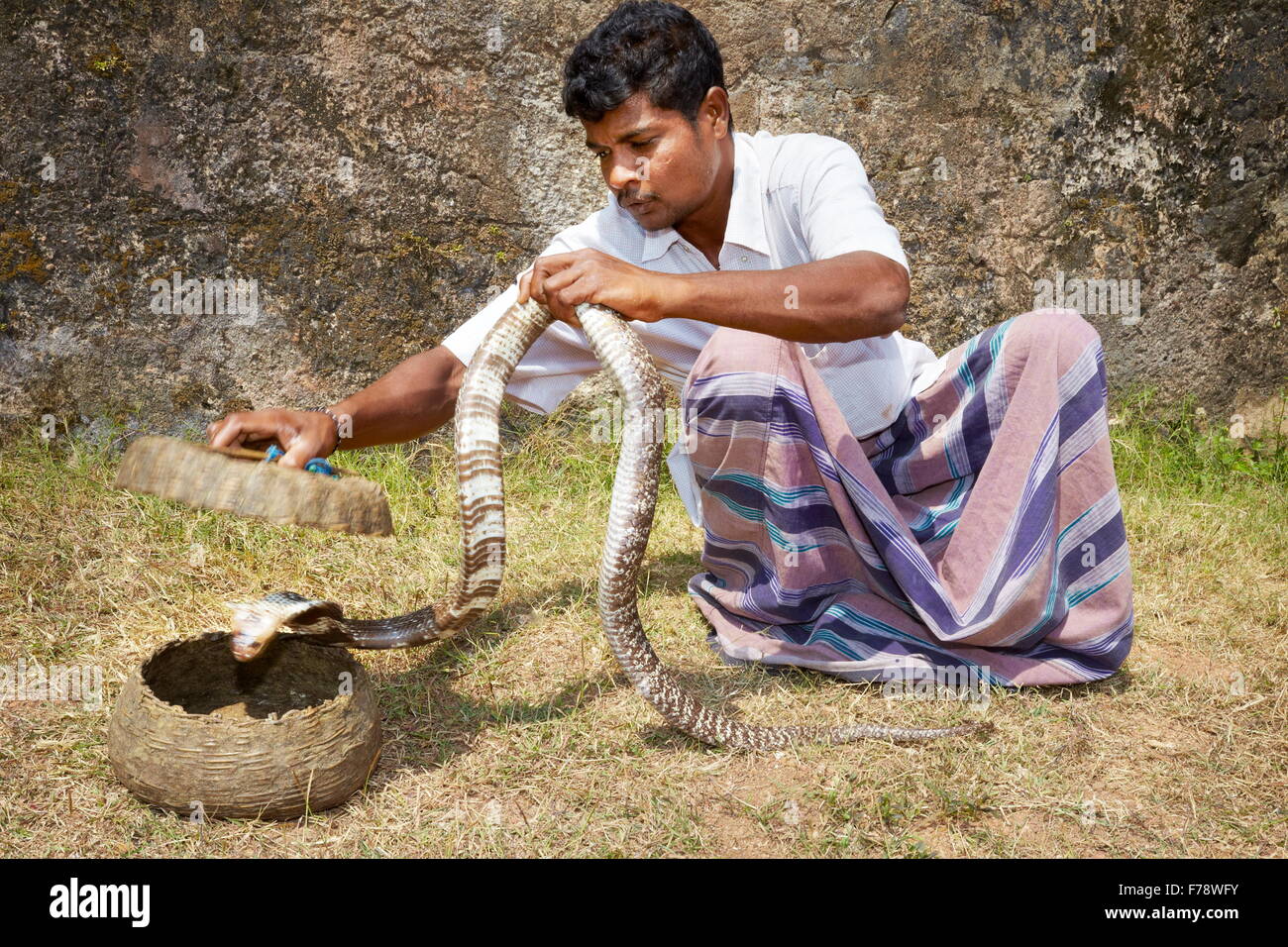 Sri lankan snake hi-res stock photography and images - Alamy