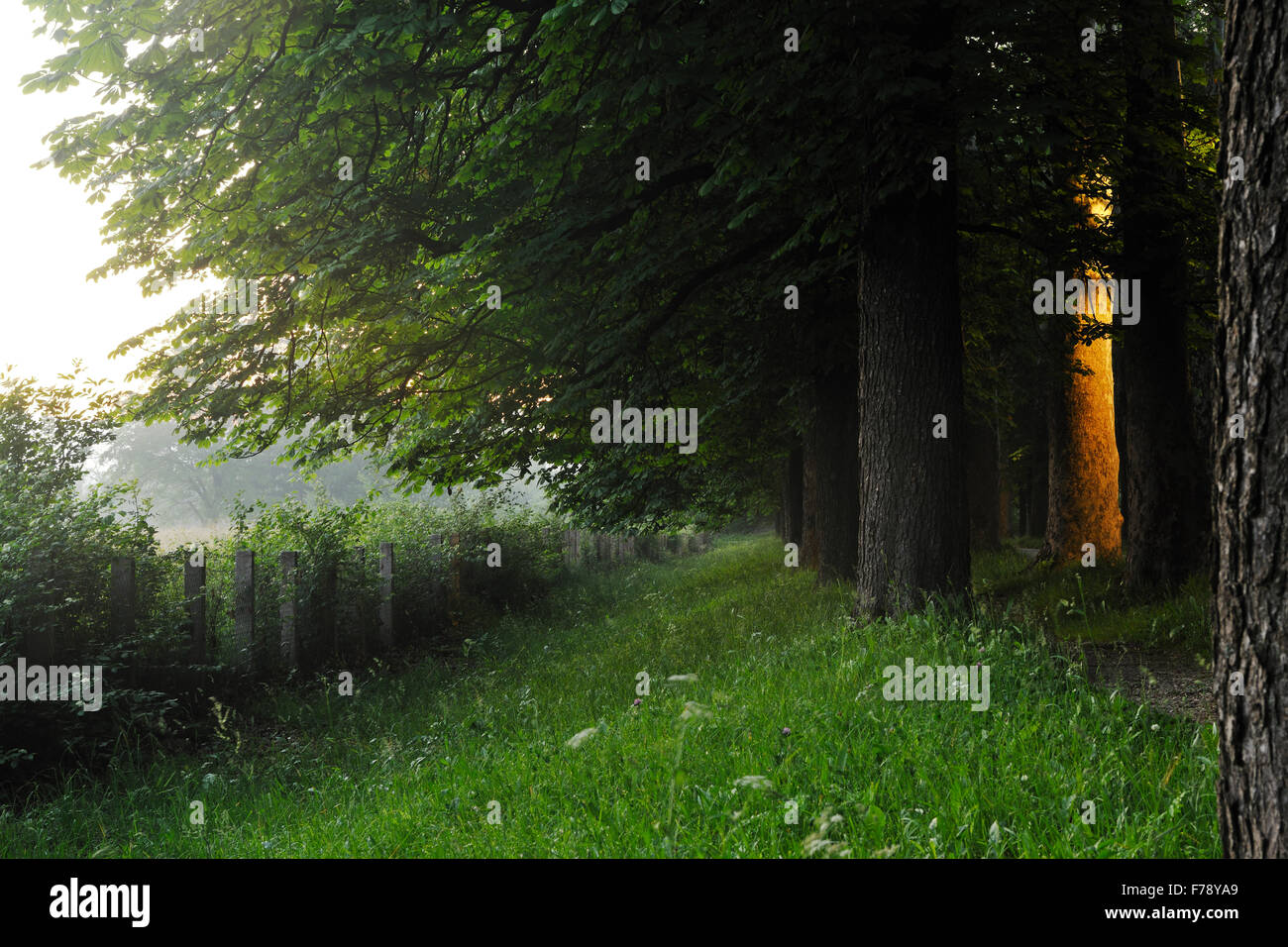 beautiful fresh morning with sun rays and dramatic light Stock Photo ...