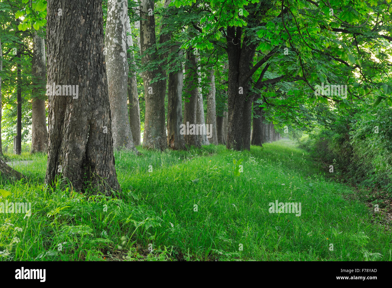 beautiful fresh morning with sun rays and dramatic light Stock Photo ...
