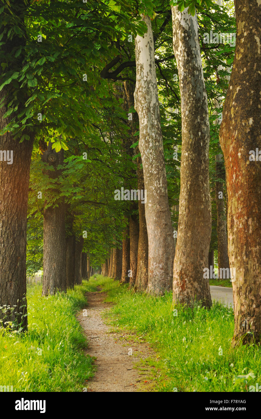 beautiful fresh morning with sun rays and dramatic light Stock Photo ...