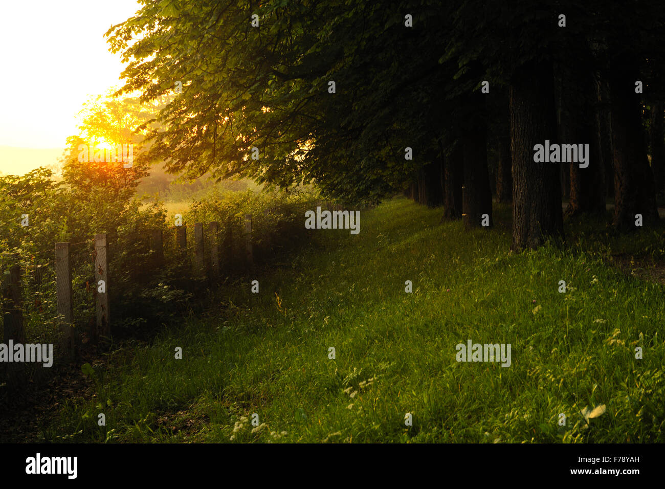 beautiful fresh morning with sun rays and dramatic light Stock Photo ...