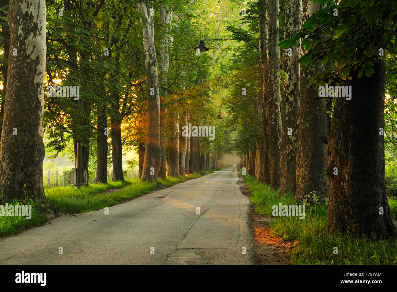 beautiful fresh morning with sun rays and dramatic light Stock Photo ...