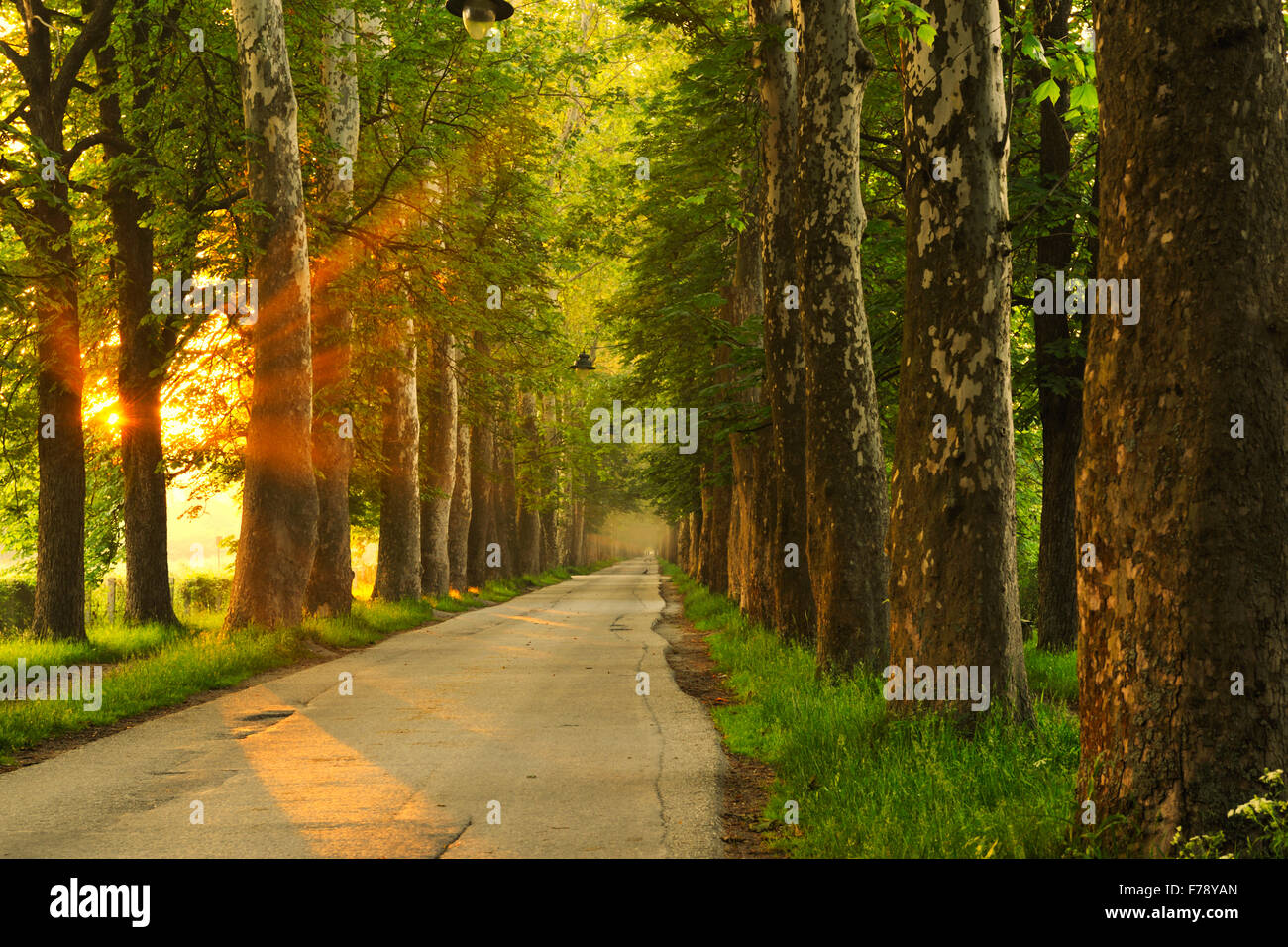beautiful fresh morning with sun rays and dramatic light Stock Photo ...