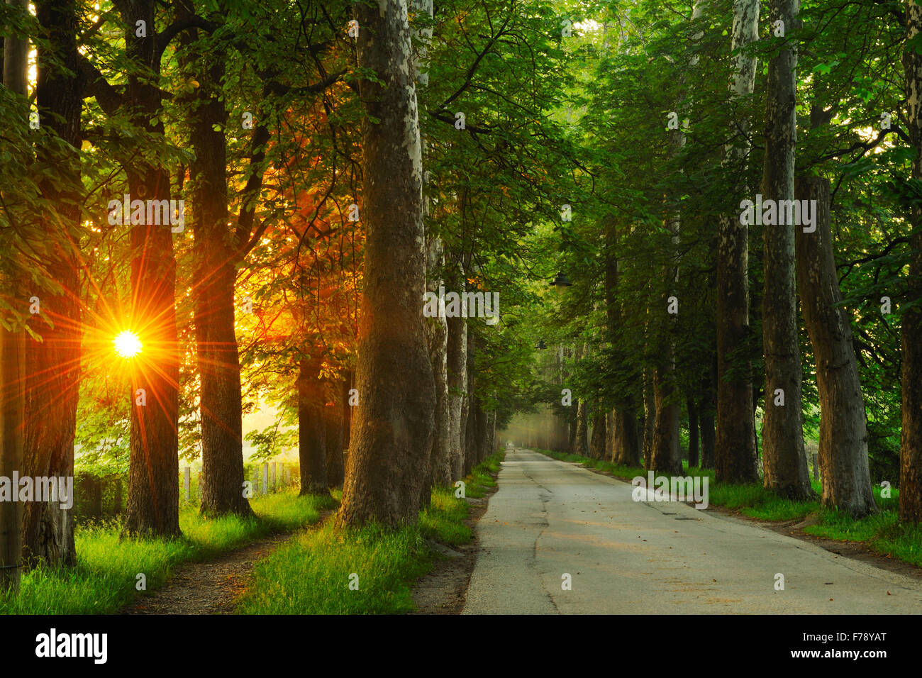 beautiful fresh morning with sun rays and dramatic light Stock Photo ...