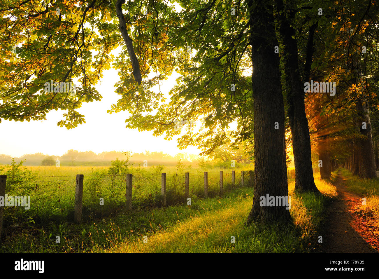 beautiful fresh morning with sun rays and dramatic light Stock Photo ...
