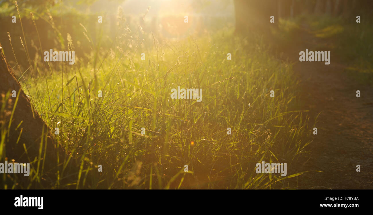 beautiful fresh morning with sun rays and dramatic light Stock Photo ...