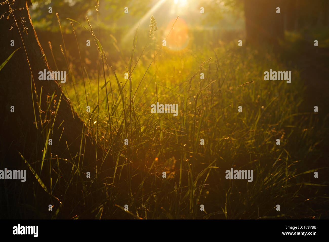 beautiful fresh morning with sun rays and dramatic light Stock Photo ...