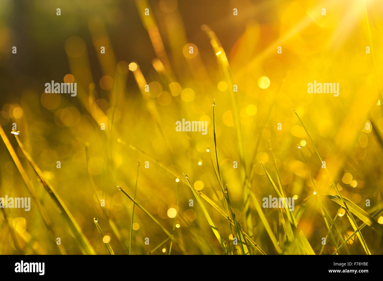 beautiful fresh morning with sun rays and dramatic light Stock Photo ...