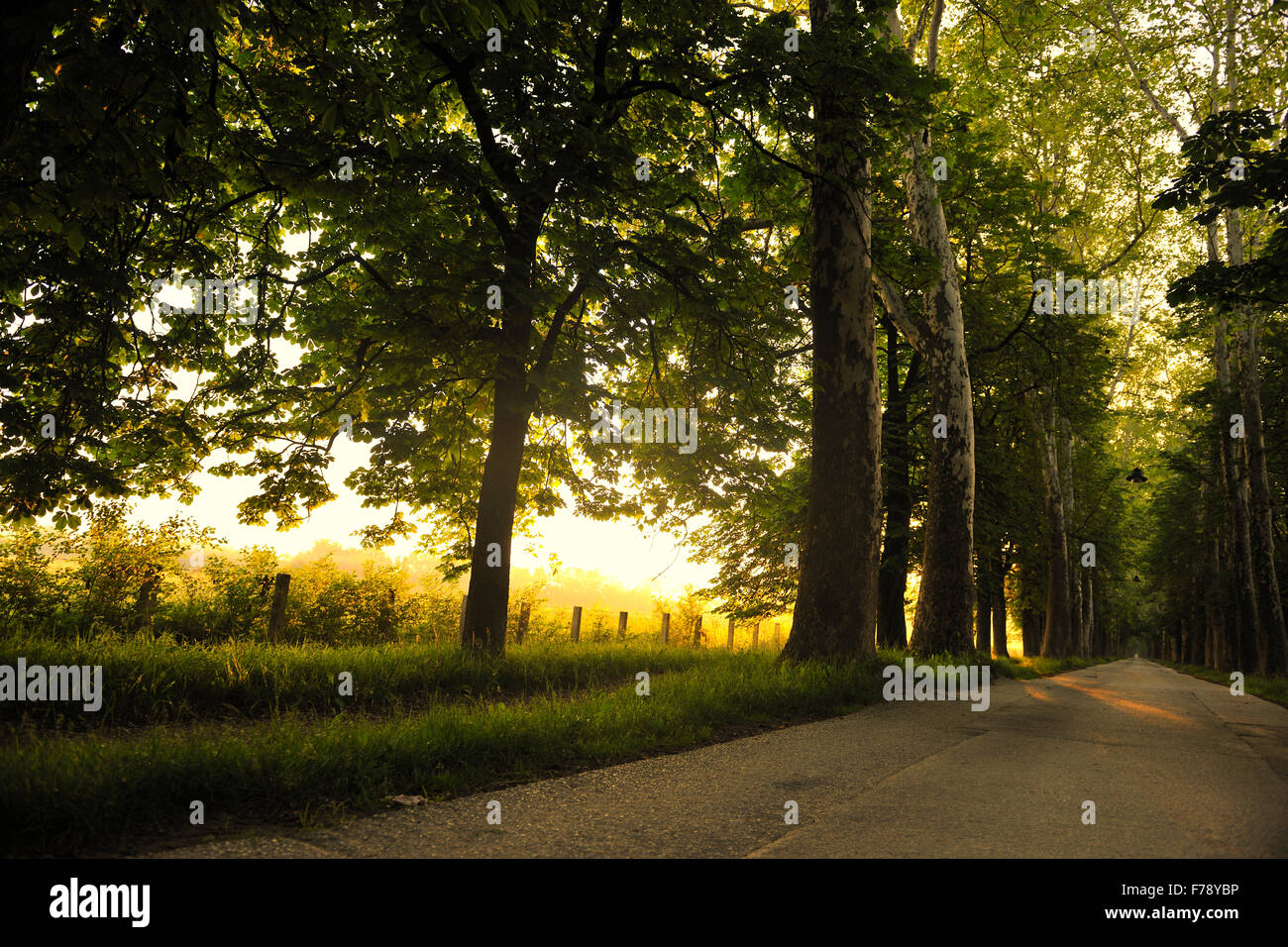 beautiful fresh morning with sun rays and dramatic light Stock Photo ...