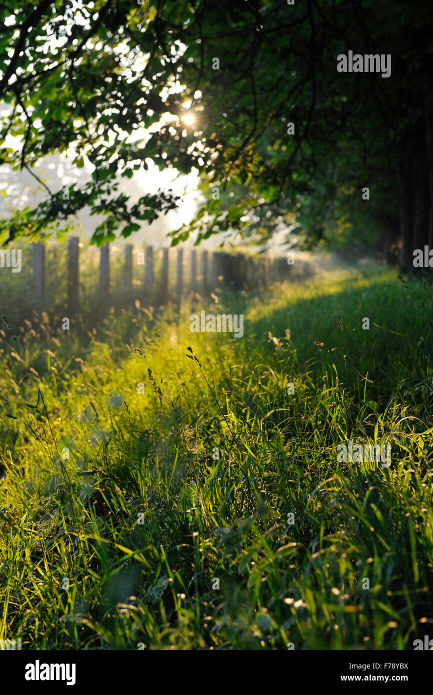 beautiful fresh morning with sun rays and dramatic light Stock Photo ...
