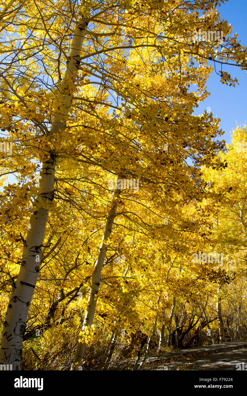 Birch nature fall autumn tree hi-res stock photography and images - Alamy