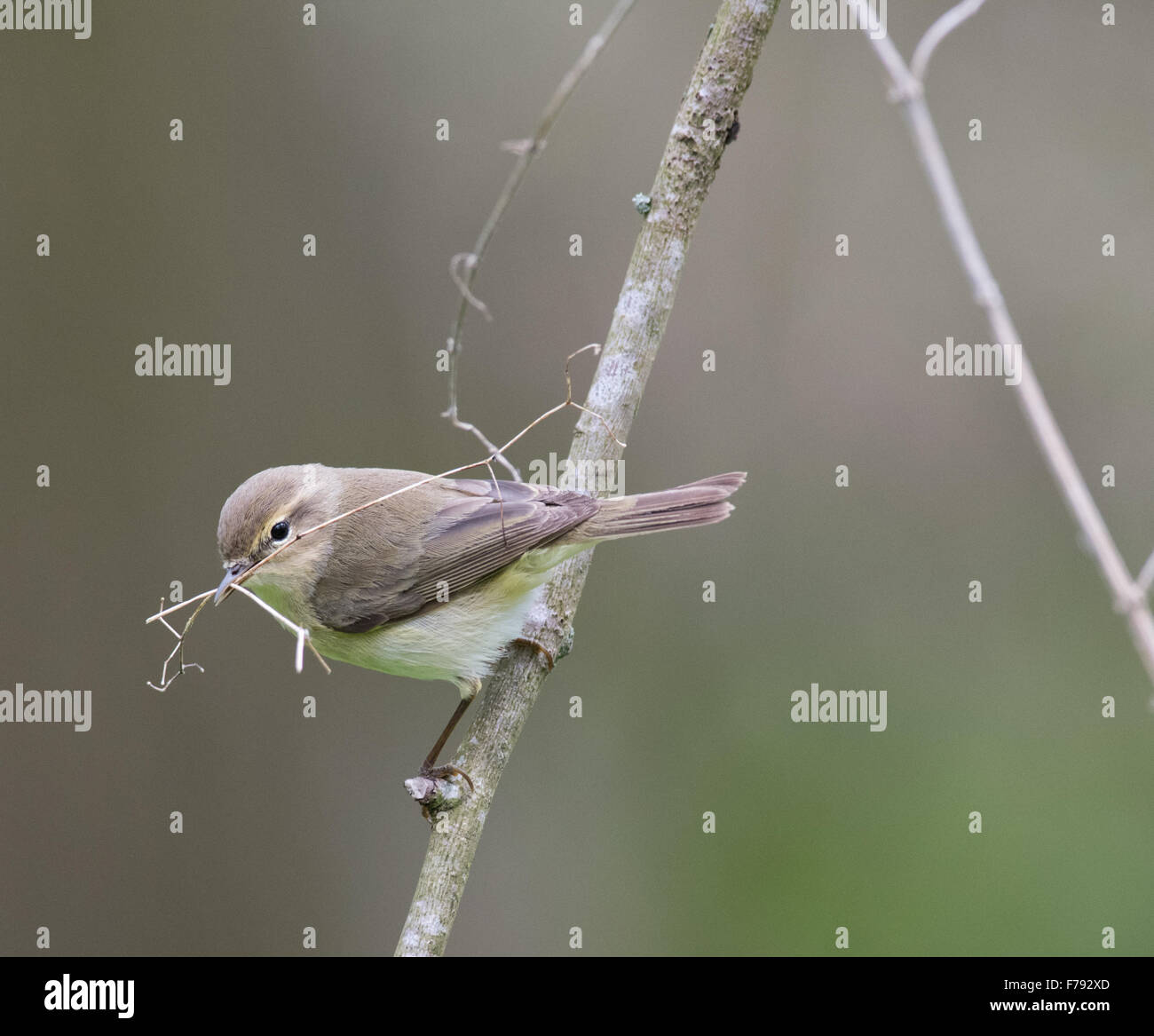 Warblers nest hi-res stock photography and images - Alamy