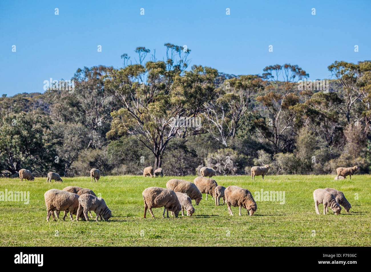 Australia, Western Australia, Wheatbelt Region, Shire of Victoria ...