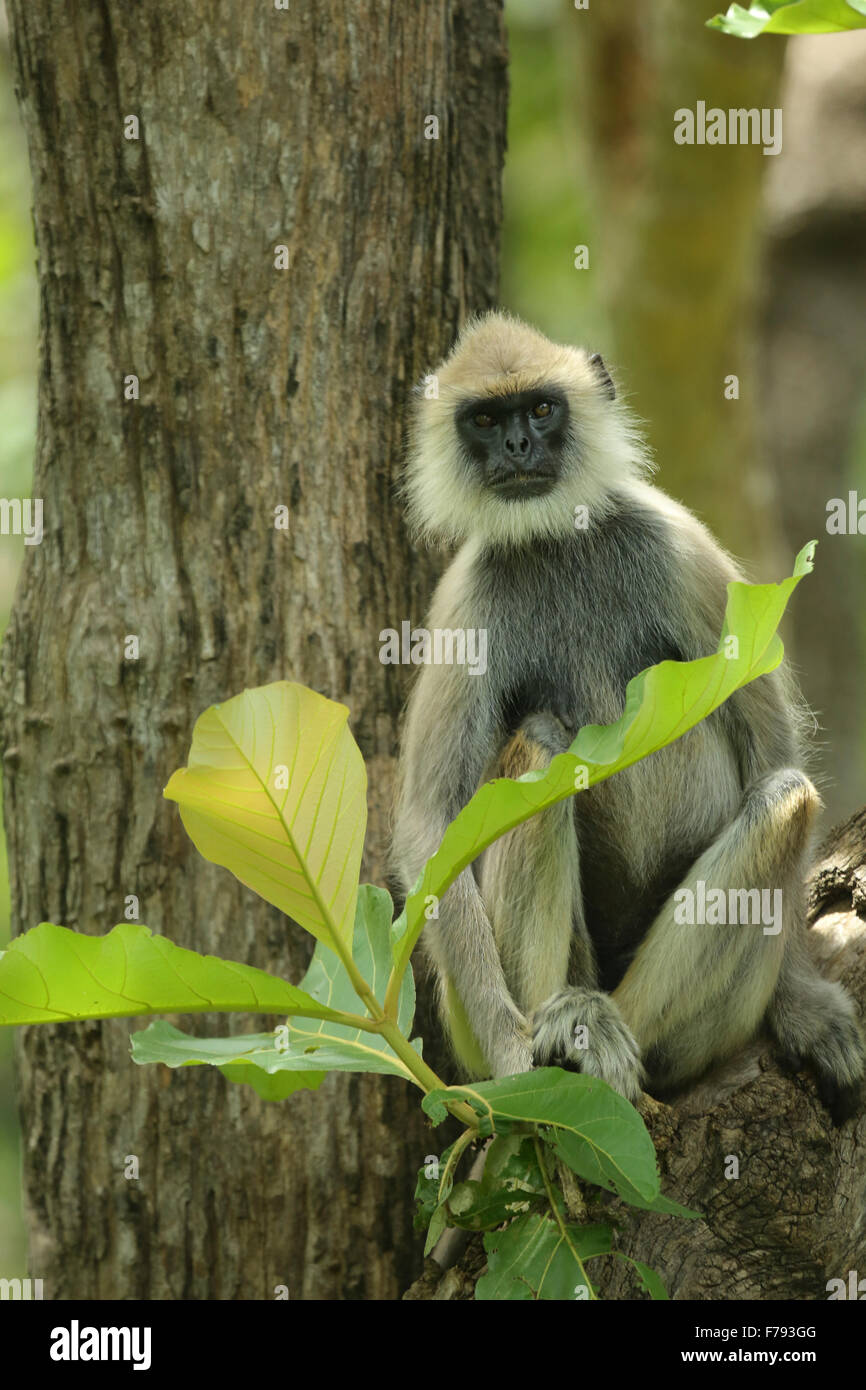 Hanuman langur sitting on a tree Stock Photo - Alamy